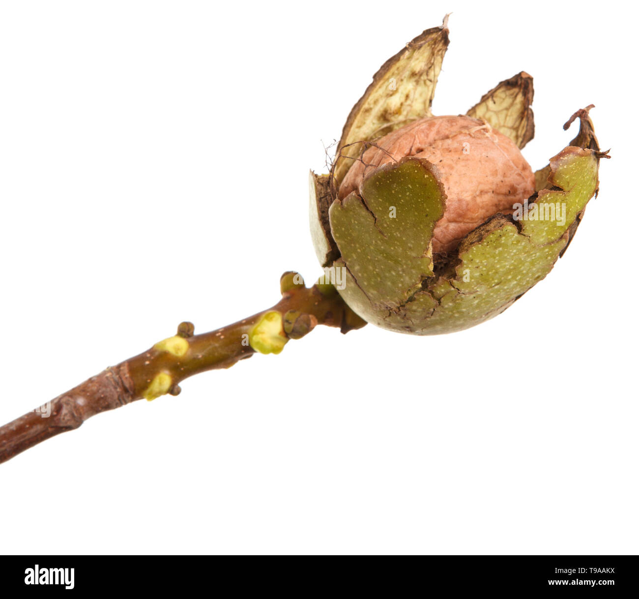 ripe walnuts on a branch. isolated on white background Stock Photo - Alamy