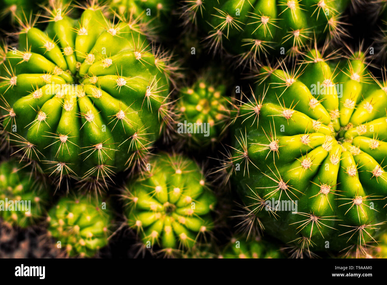 close-up top-view shot cactus nature living environment still life ...