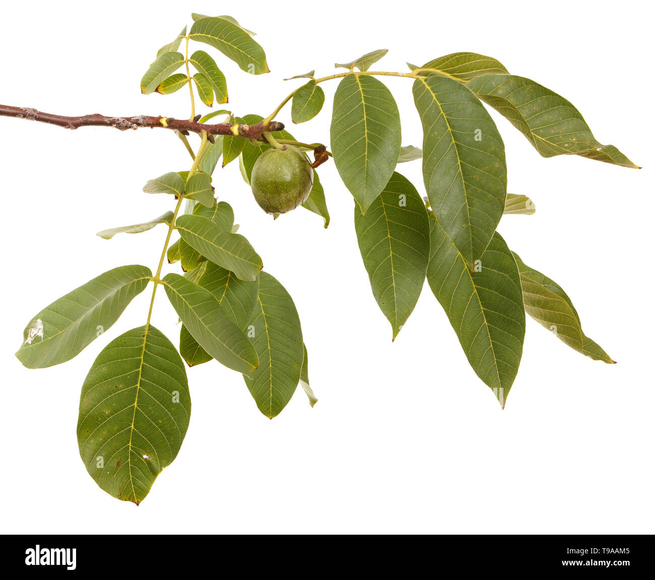 branch of walnut isolated on white background Stock Photo - Alamy