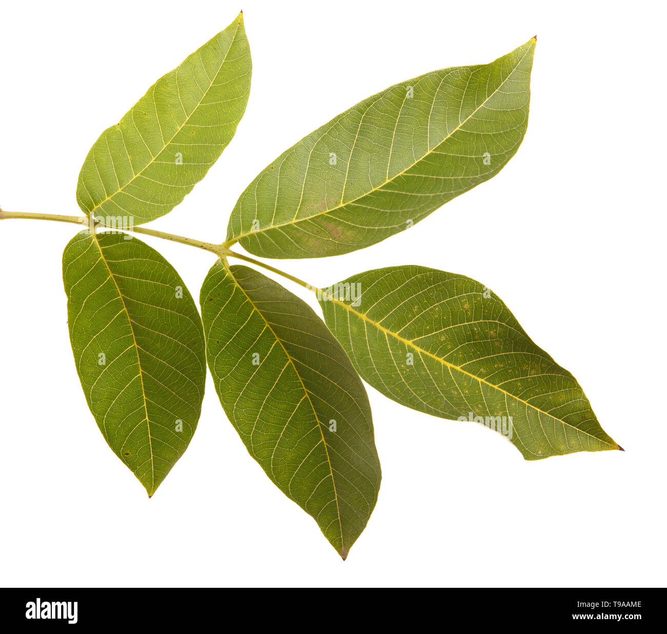 branch of walnut isolated on white background Stock Photo - Alamy