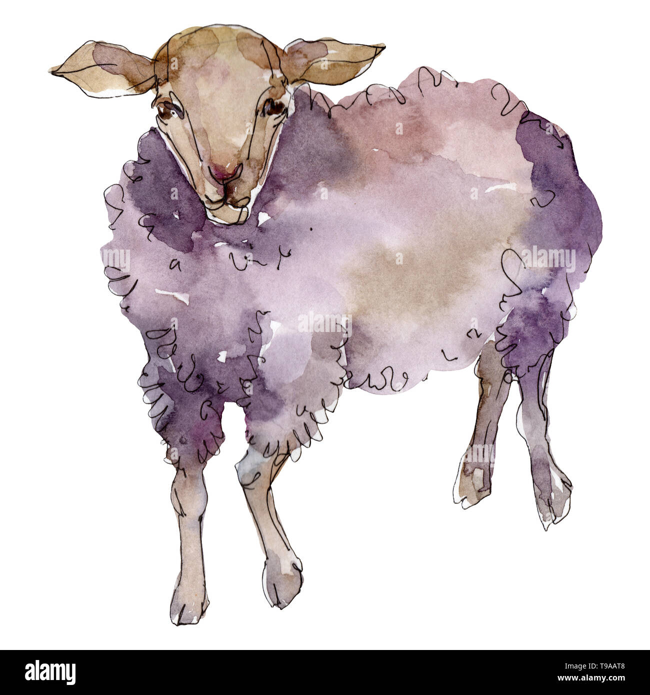 Sheep farm animal in a watercolor style isolated. Aquarelle wild animal ...