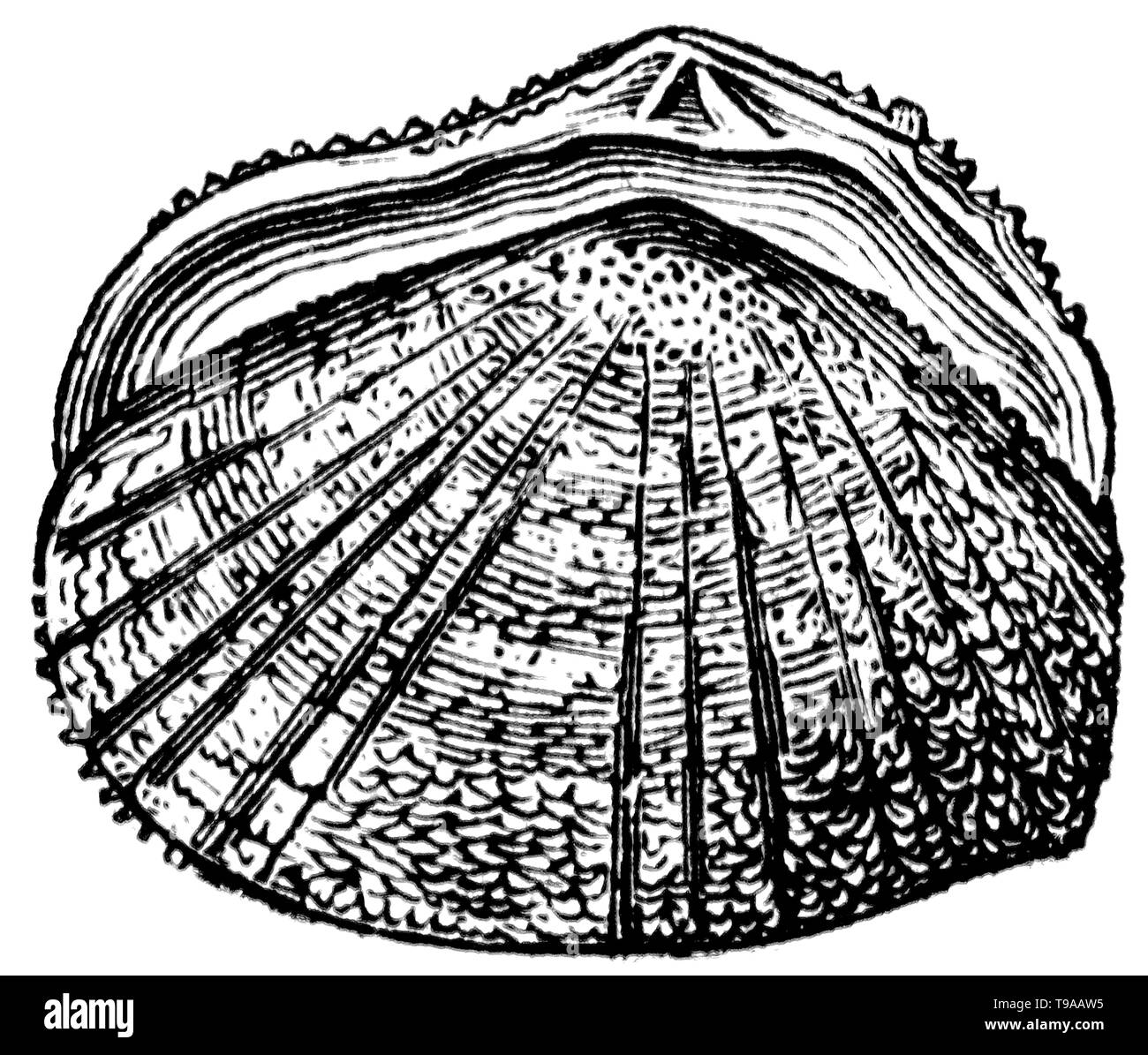 Marine bivalve molluscs hi-res stock photography and images - Alamy