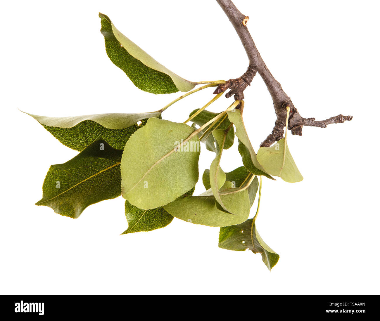 pear tree branch with leaves isolated on white background Stock Photo ...