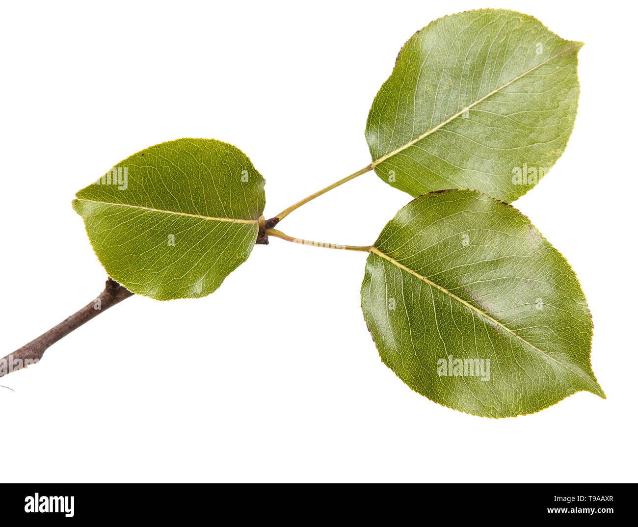 pear tree branch with leaves isolated on white background Stock Photo ...