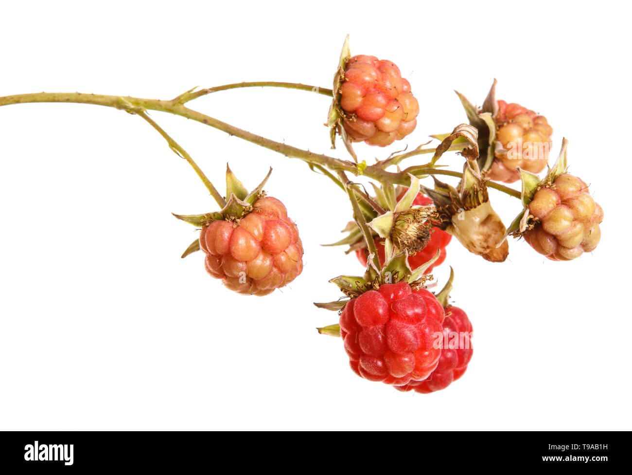raspberries on a branch isolated on white background Stock Photo - Alamy