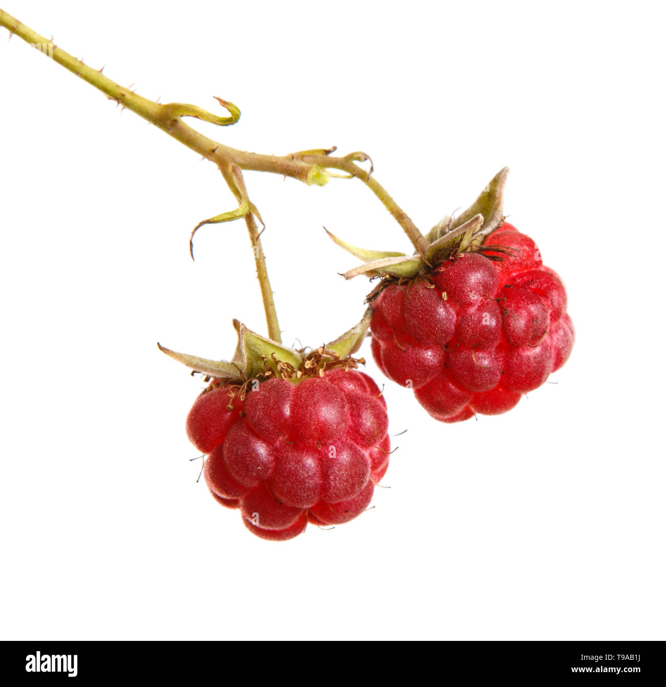 raspberries on a branch isolated on white background Stock Photo - Alamy