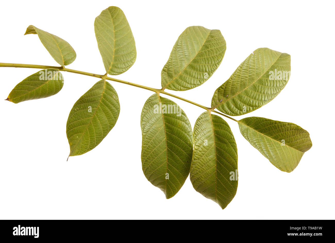 branch of walnut isolated on white background Stock Photo - Alamy