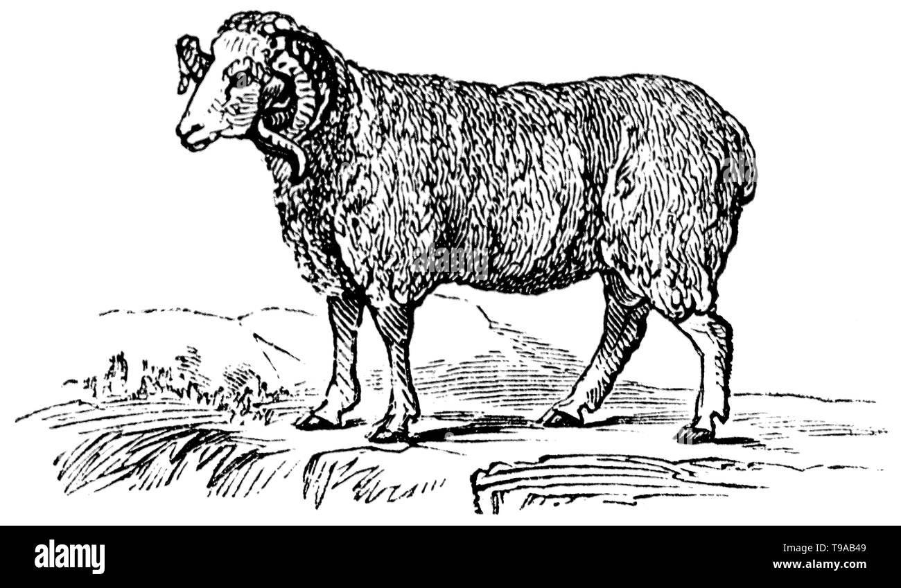 Merino ram drawing hi-res stock photography and images - Alamy