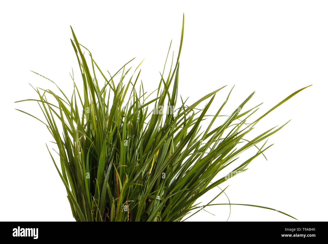 bundle of green grass isolated on white background Stock Photo - Alamy