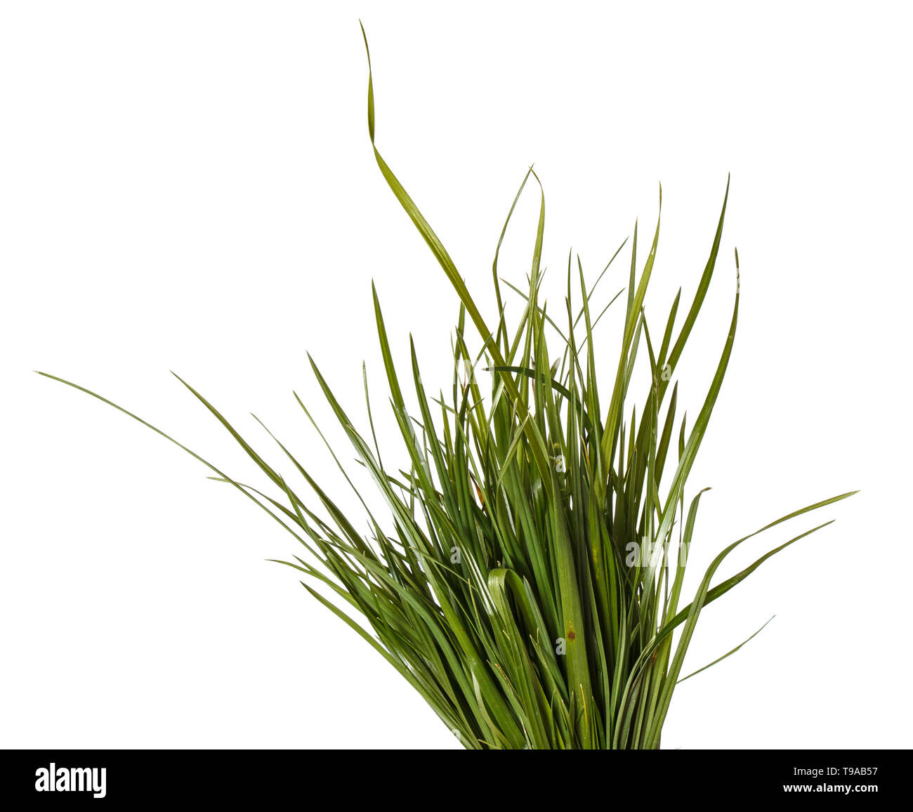 bundle of green grass isolated on white background Stock Photo - Alamy