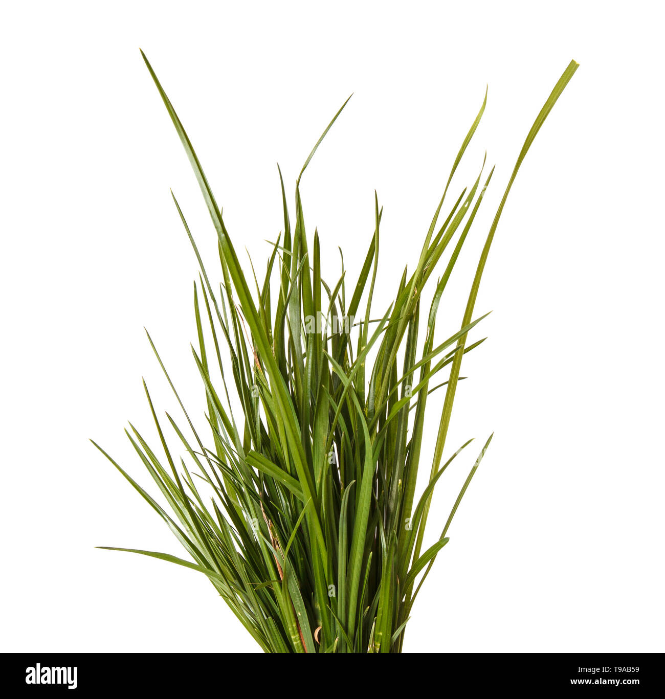 bundle of green grass isolated on white background Stock Photo - Alamy
