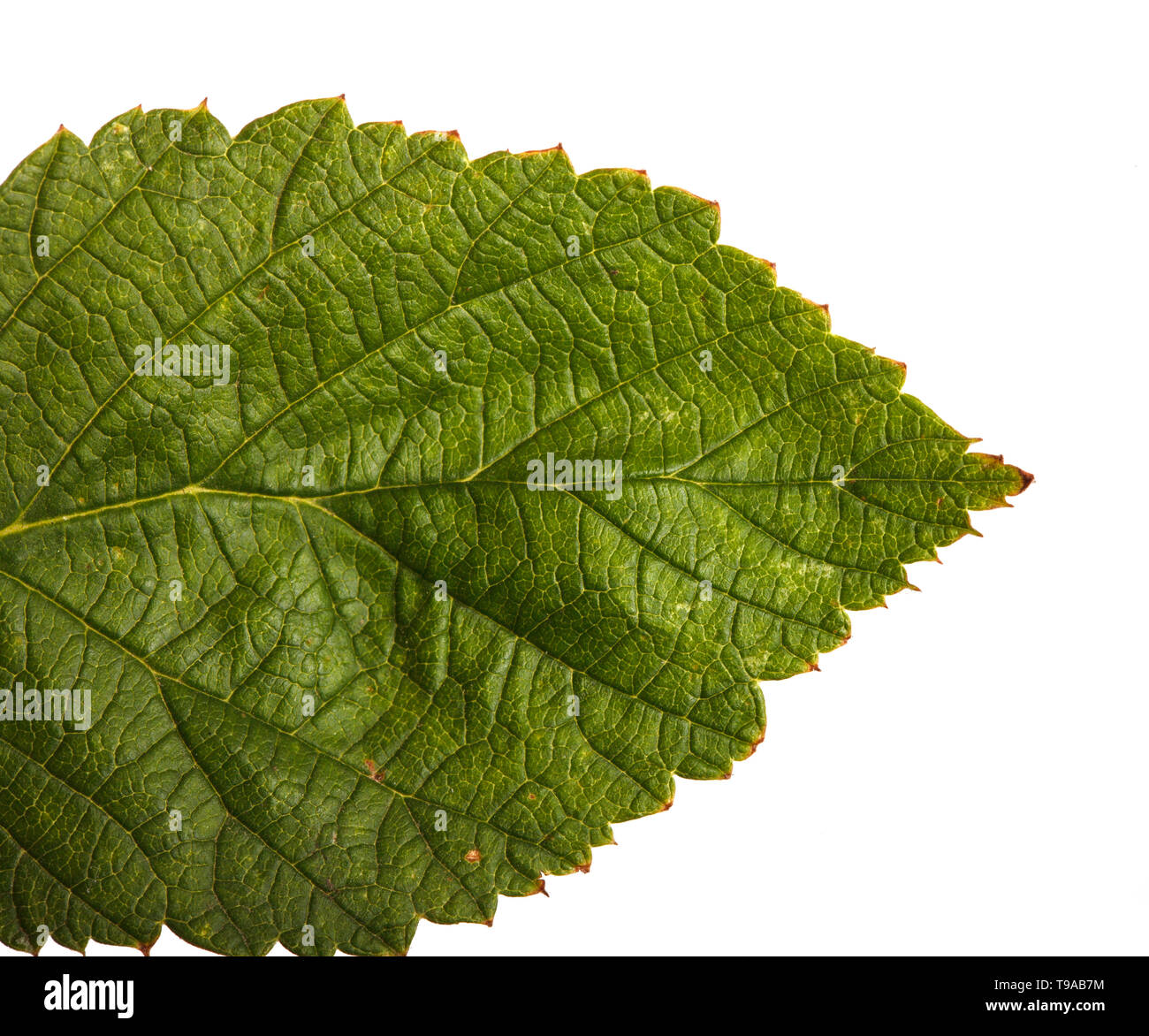 leaf of raspberry on white background Stock Photo - Alamy