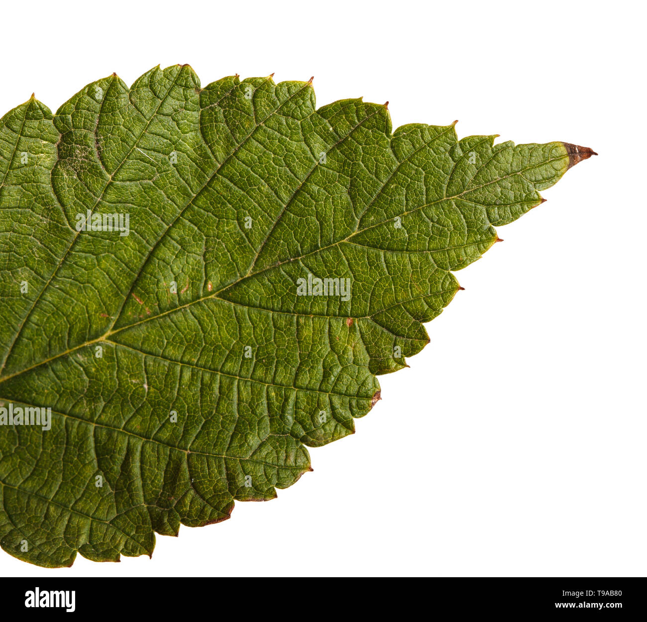 leaf of raspberry on white background Stock Photo - Alamy