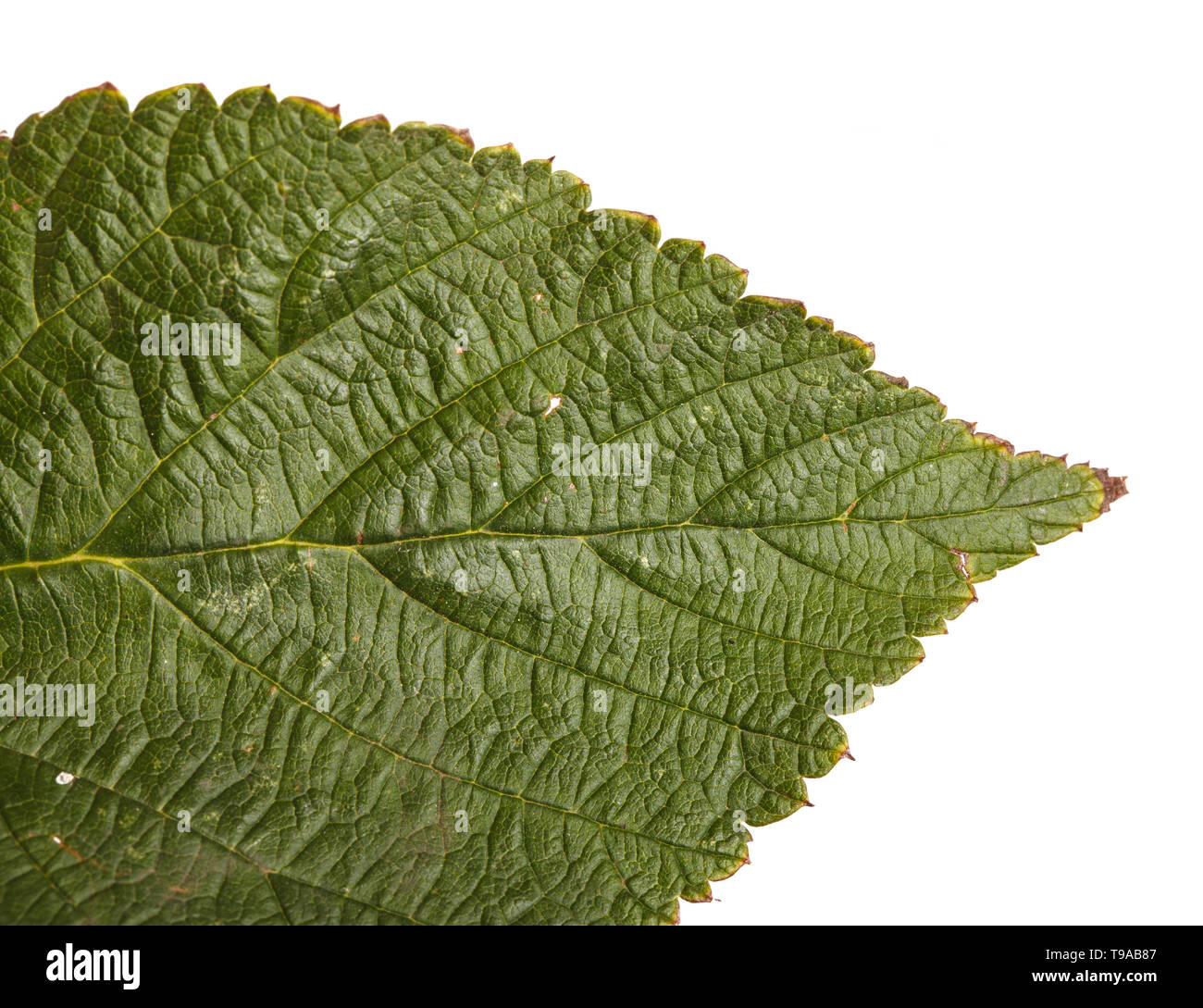 leaf of raspberry on white background Stock Photo - Alamy