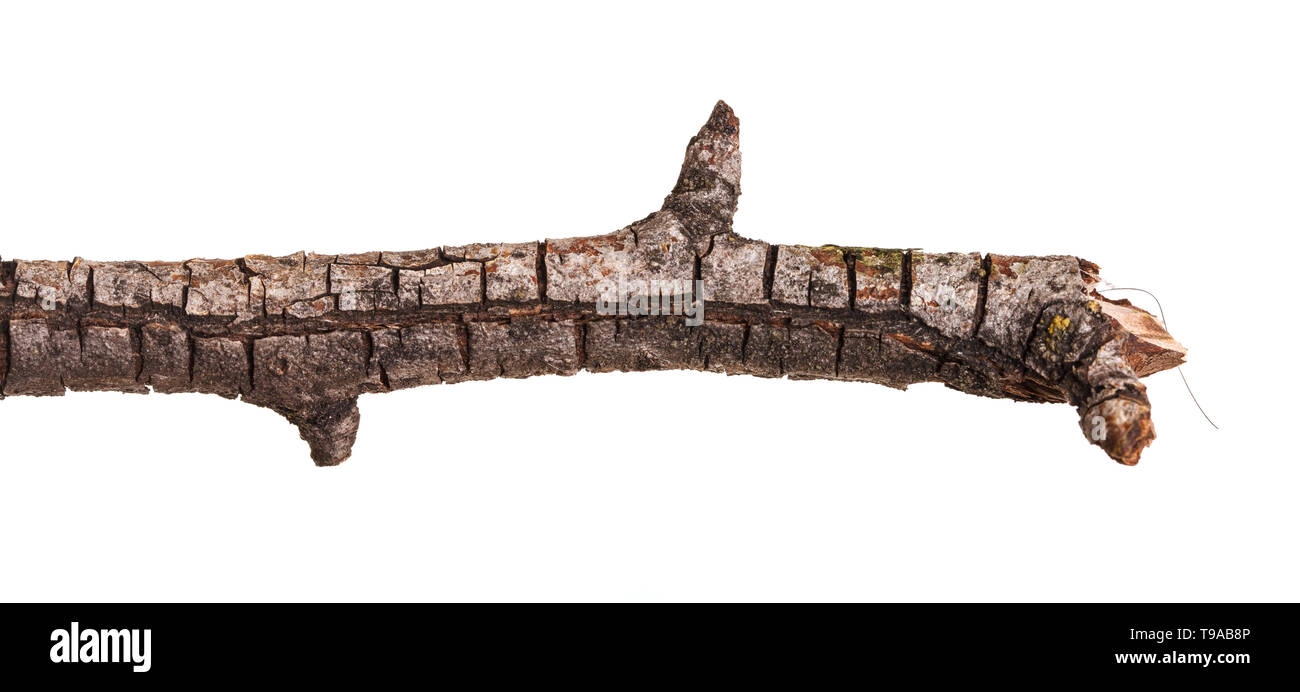 dry branches of trees. isolated on white background Stock Photo - Alamy