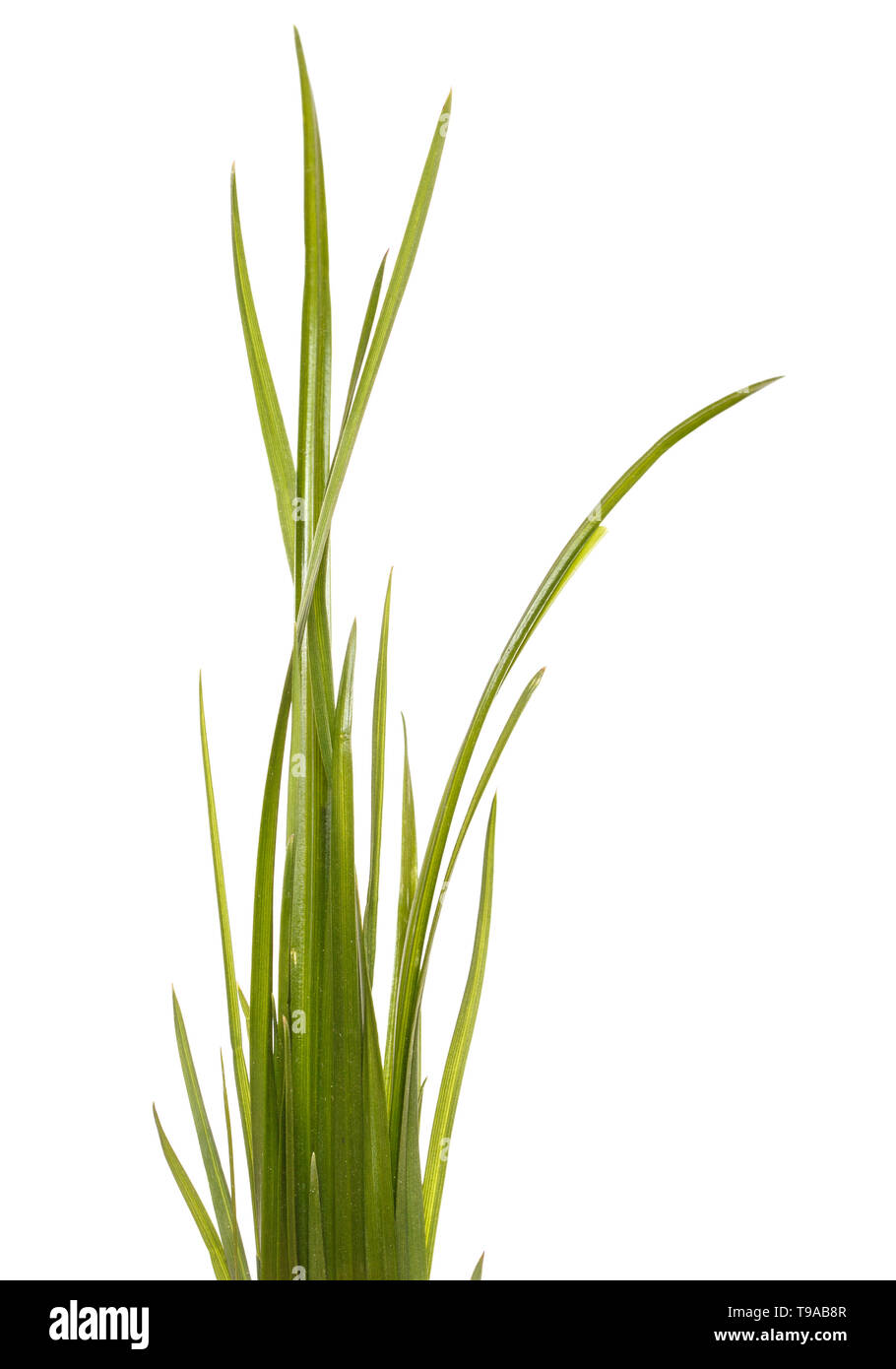 bundle of green grass isolated on white background Stock Photo - Alamy