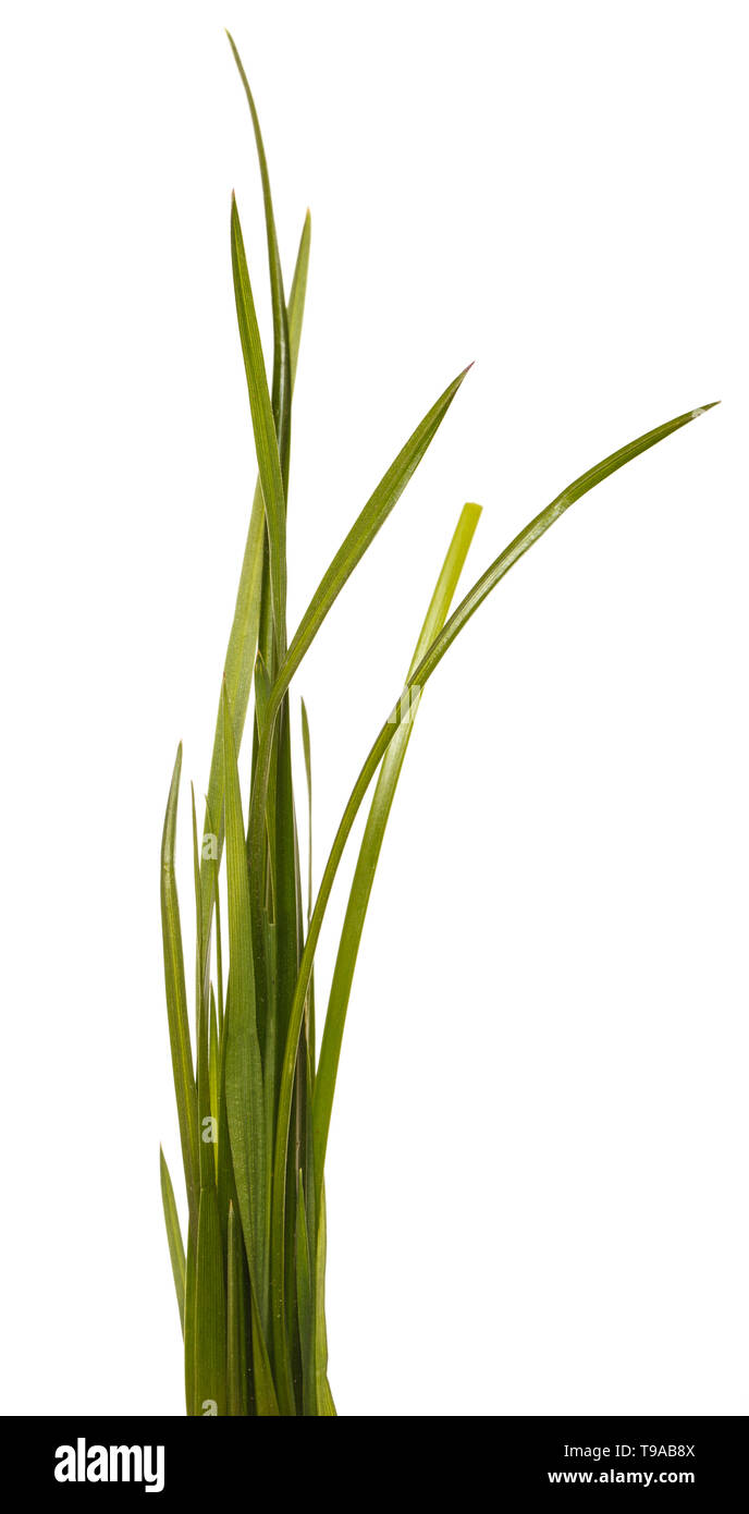 bundle of green grass isolated on white background Stock Photo - Alamy