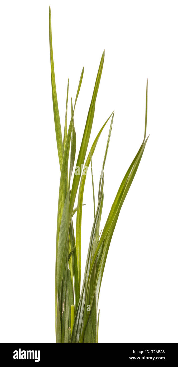 bundle of green grass isolated on white background Stock Photo - Alamy