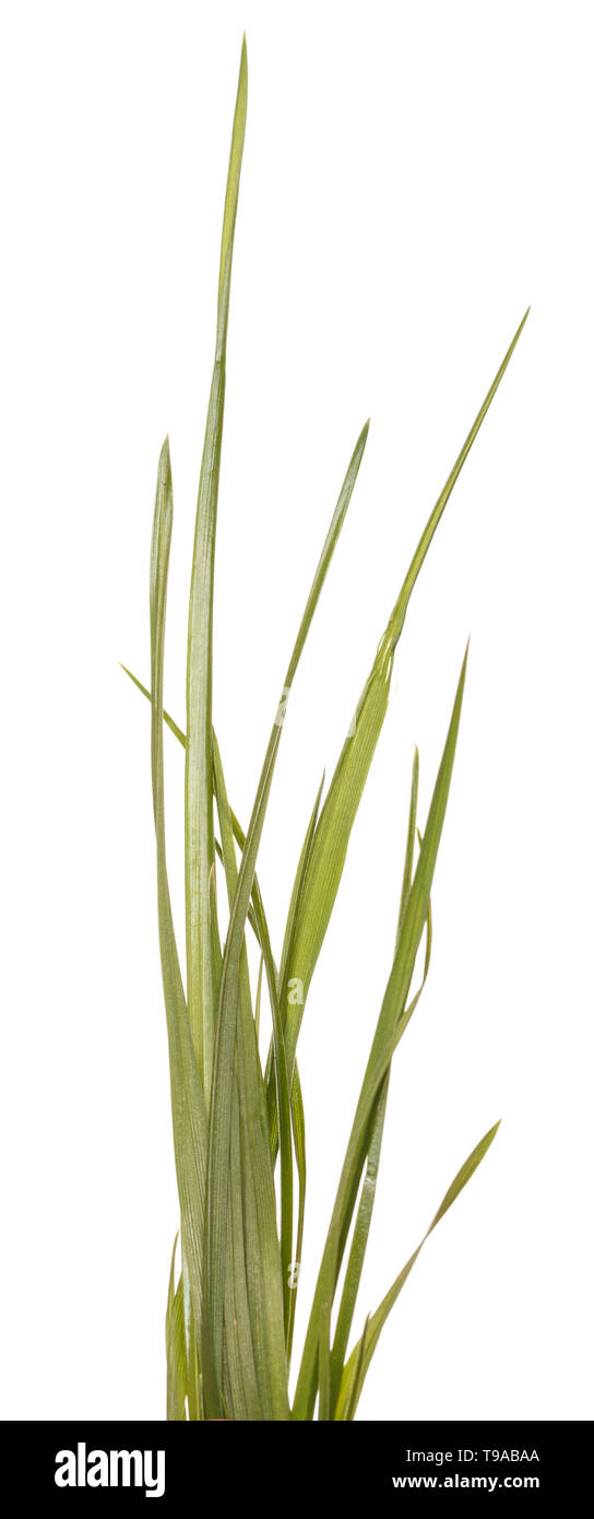 bundle of green grass isolated on white background Stock Photo - Alamy