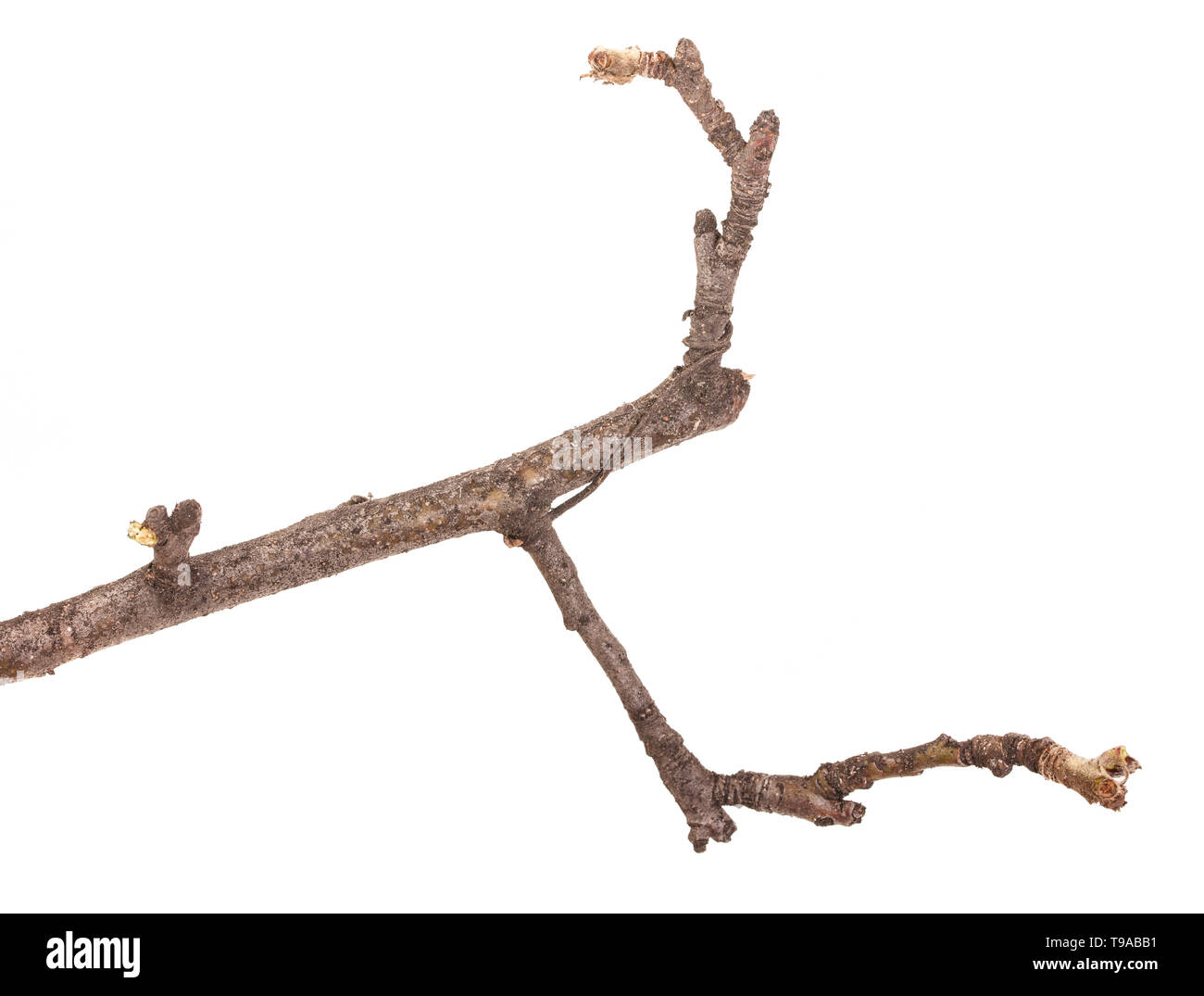 dry branches of trees. isolated on white background Stock Photo - Alamy