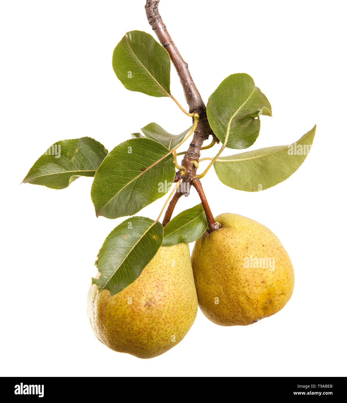 Ripe pears on a branch with leaves. isolated on white background Stock ...