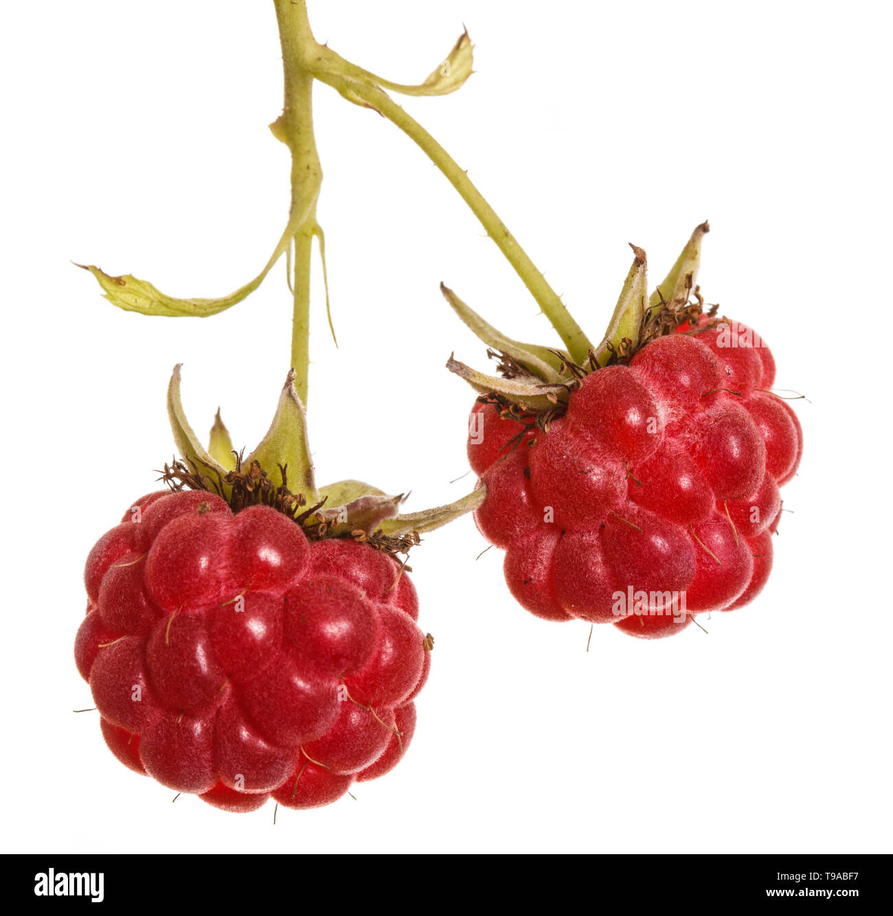 raspberries on a branch. isolated on white background Stock Photo - Alamy