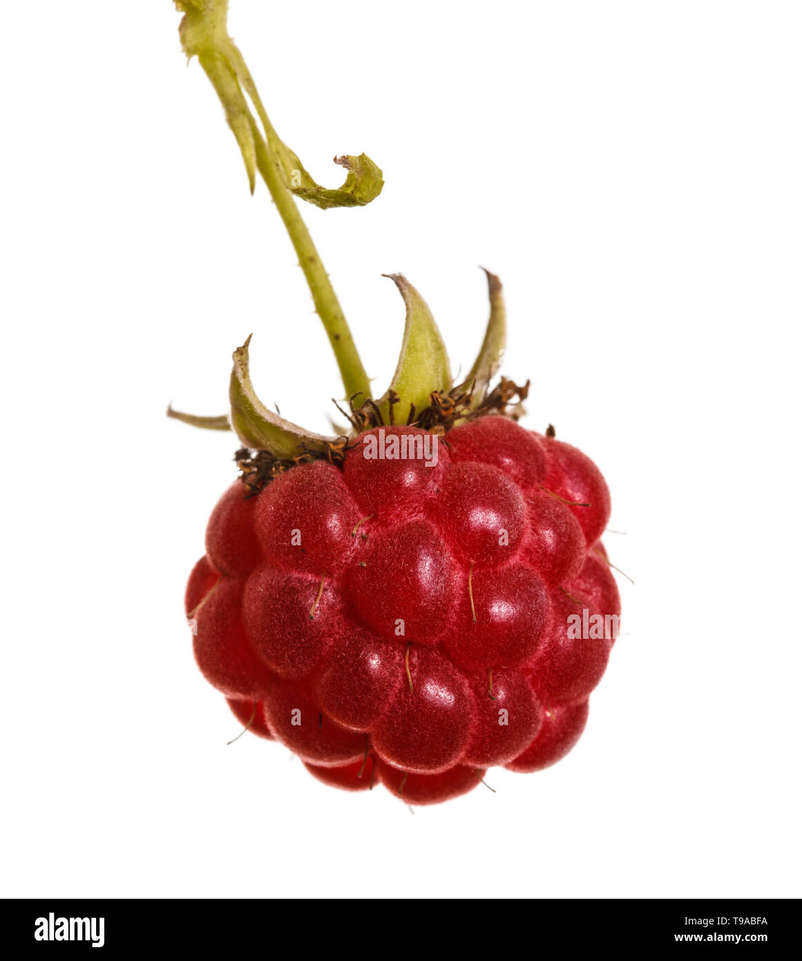 raspberries on a branch. isolated on white background Stock Photo - Alamy