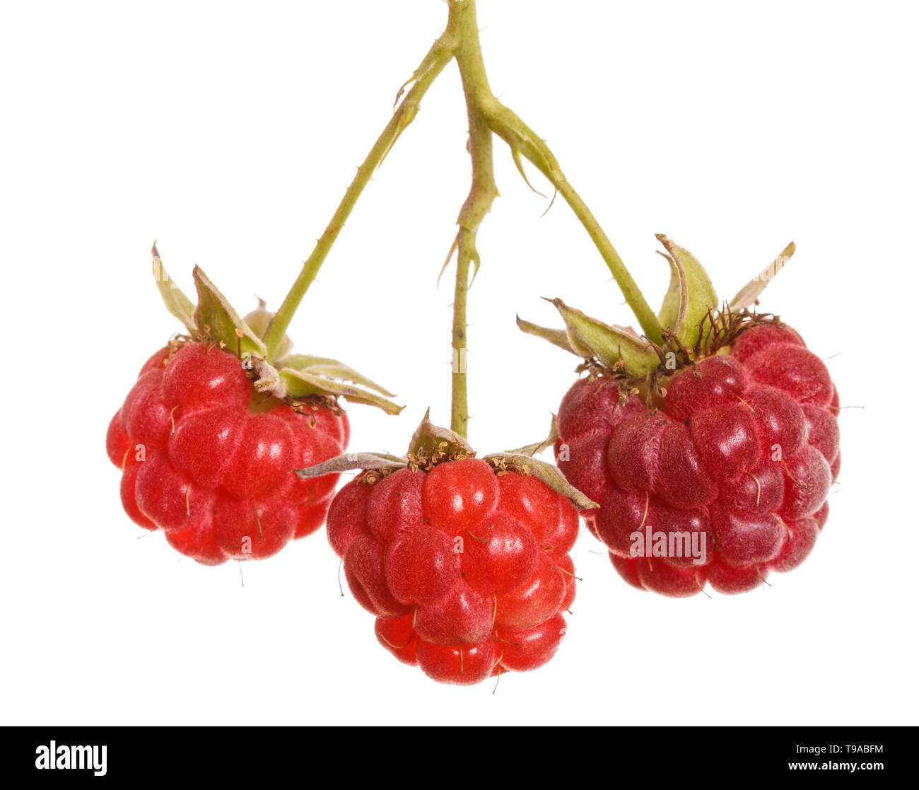 raspberries on a branch. isolated on white background Stock Photo - Alamy