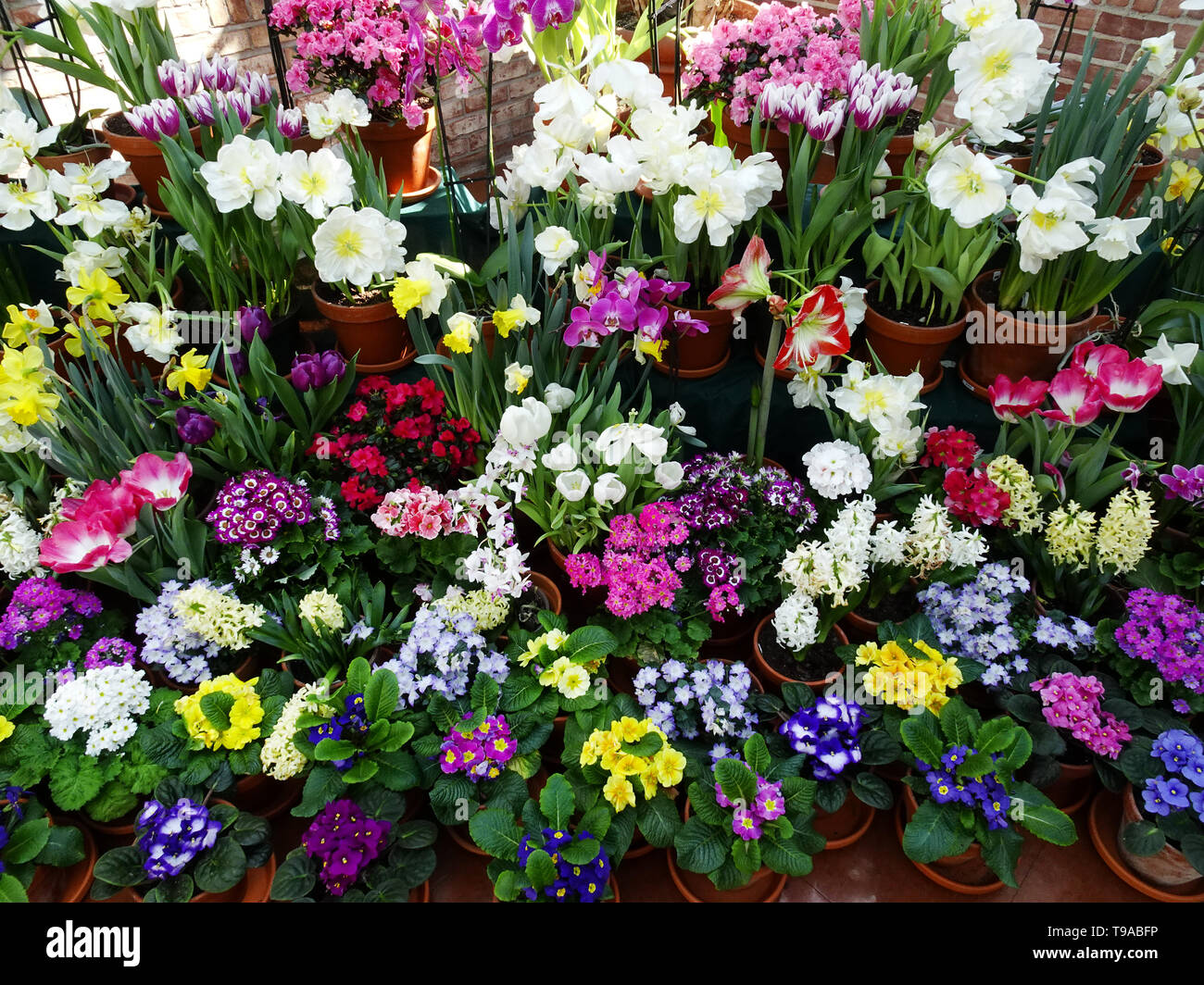 Collage of spring flowers Stock Photo - Alamy