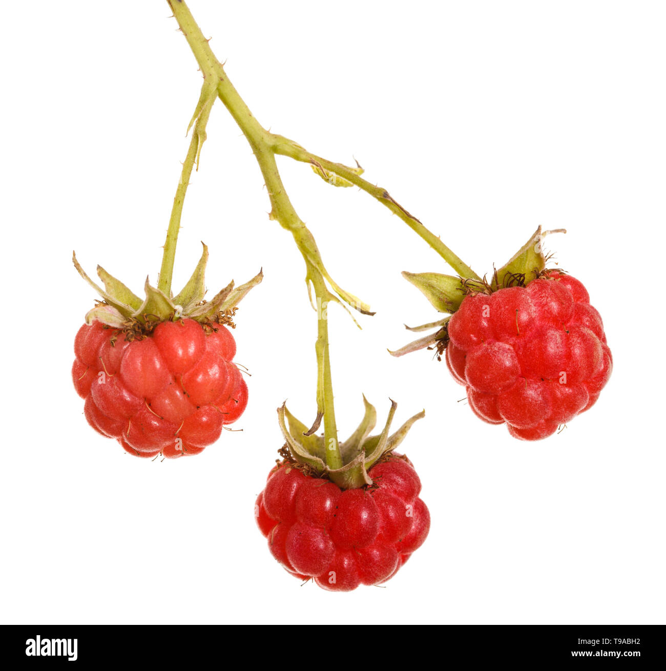 raspberries on a branch. isolated on white background Stock Photo - Alamy