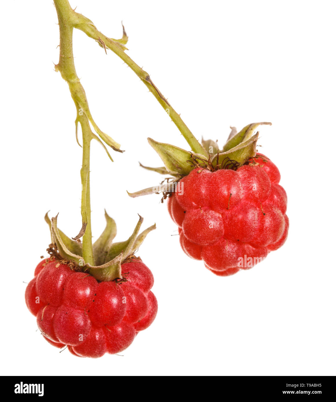 raspberries on a branch. isolated on white background Stock Photo - Alamy