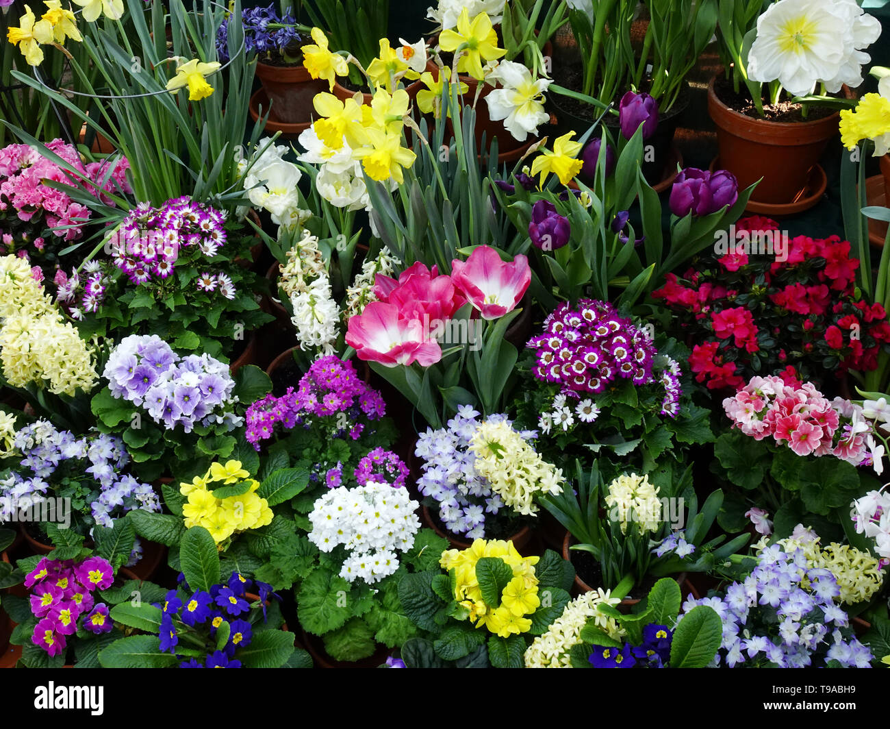 Collage of spring flowers Stock Photo - Alamy