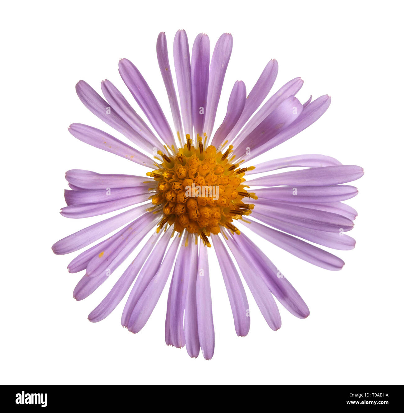 aster flower Virginia. isolated on white background. macro Stock Photo ...