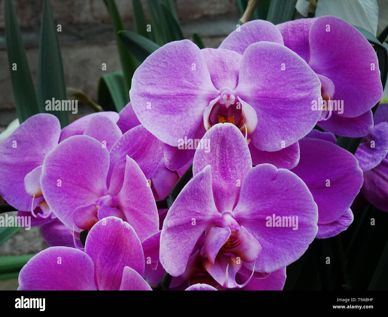 Tropical purple orchids hi-res stock photography and images - Alamy