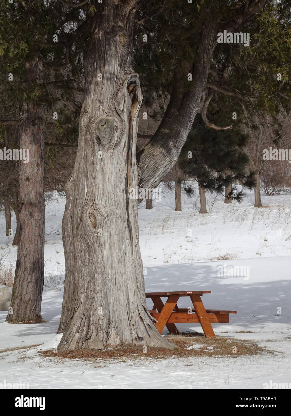 Winter scene with tree and bench Stock Photo - Alamy