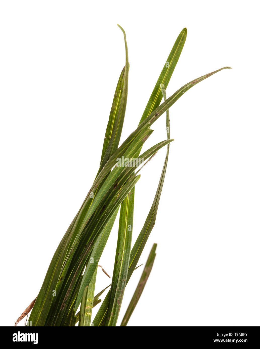 bundle of green grass isolated on white background Stock Photo - Alamy