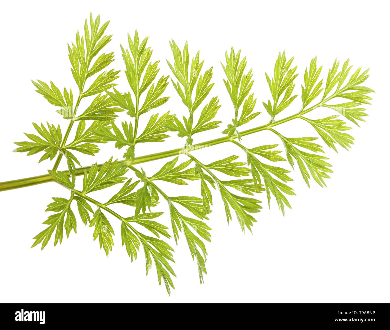 green leaf carrots. isolated on white background Stock Photo - Alamy