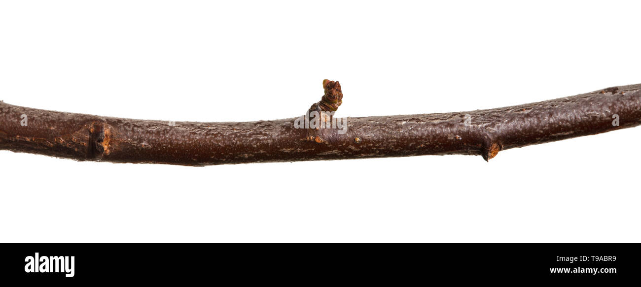 dry branches of trees. isolated on white background Stock Photo - Alamy