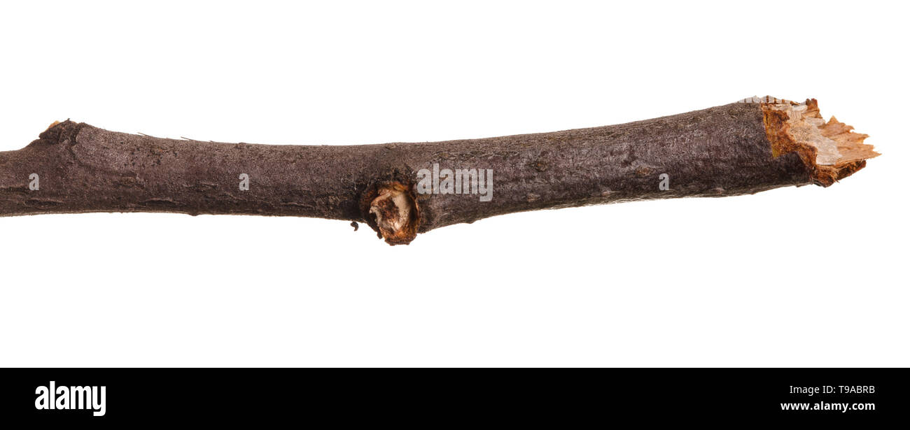 dry branches of trees. isolated on white background Stock Photo - Alamy