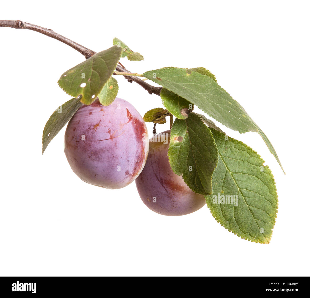 plum branch with berries and leaves isolated on white background Stock ...