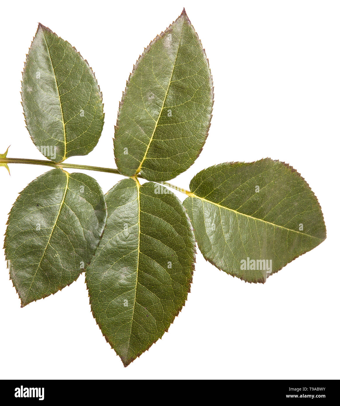 green leaf rose. Isolated on white background Stock Photo - Alamy