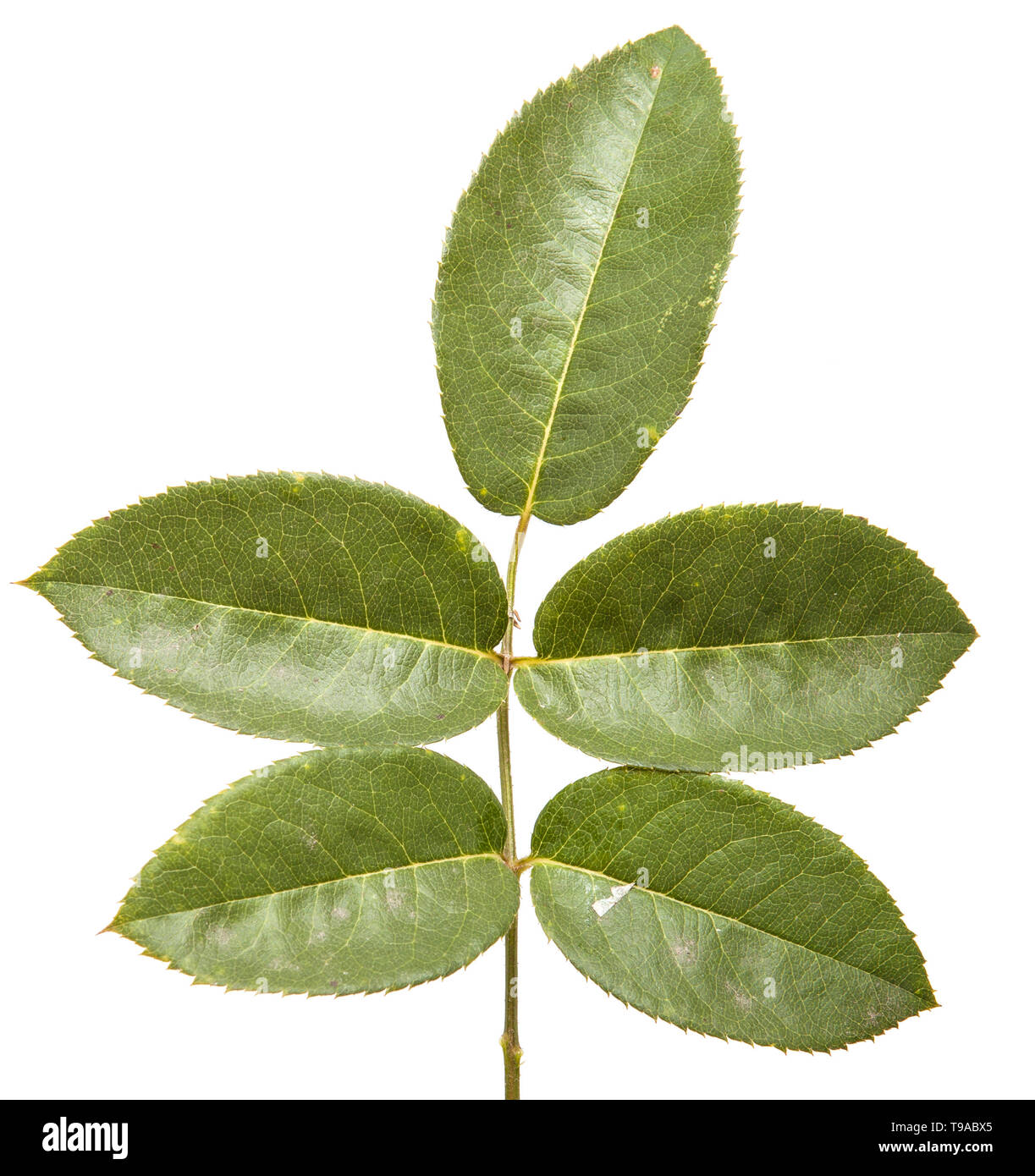 green leaf rose. Isolated on white background Stock Photo - Alamy