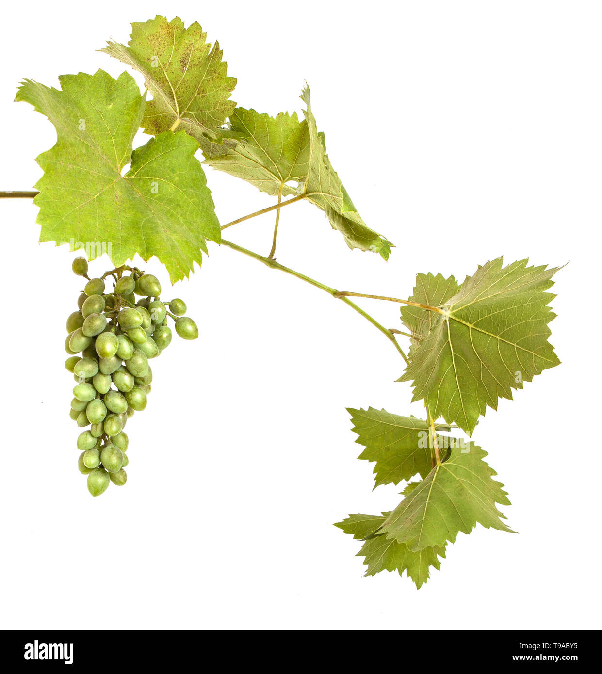 not ripe grapes with leaves isolated on white background Stock Photo ...