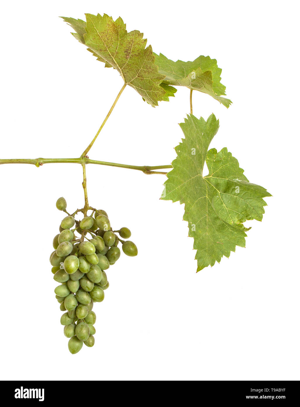 not ripe grapes with leaves isolated on white background Stock Photo ...