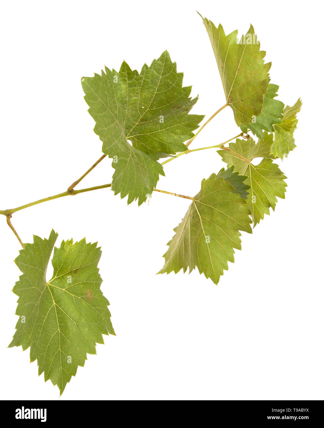 young vine grapes. isolated on white background Stock Photo - Alamy