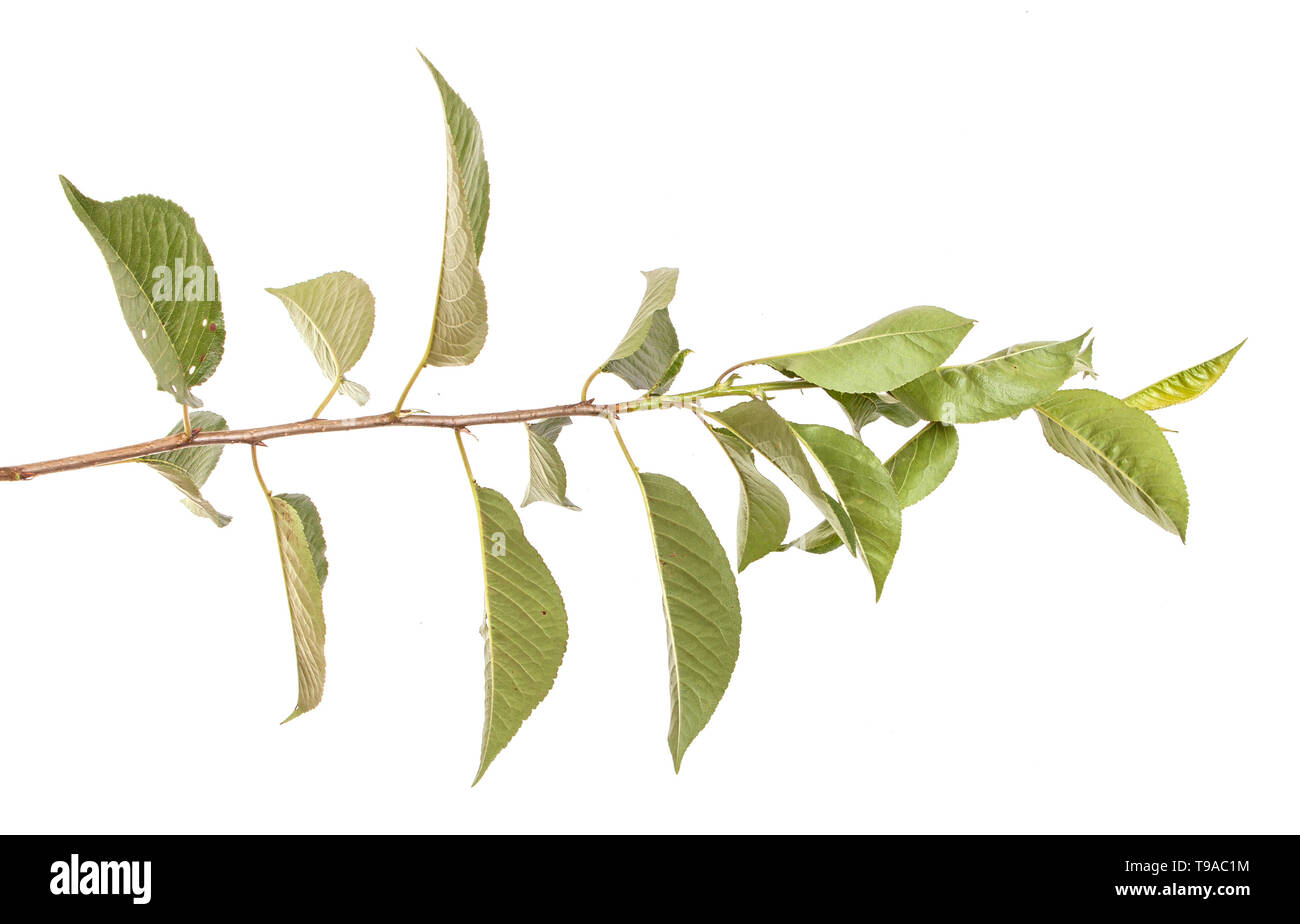 cherry tree branch isolated on white background Stock Photo - Alamy
