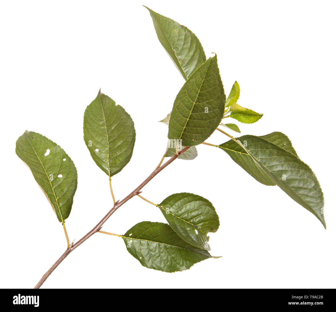 cherry tree branch isolated on white background Stock Photo - Alamy