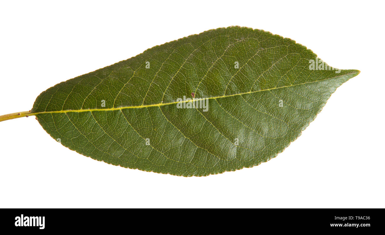cherry tree leaf isolated on white background Stock Photo - Alamy