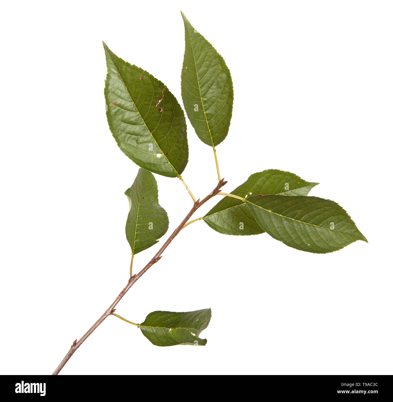 cherry tree branch isolated on white background Stock Photo - Alamy