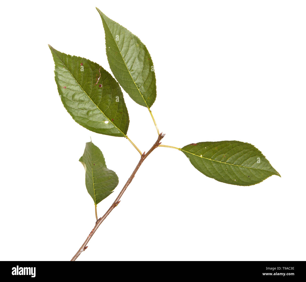 cherry tree branch isolated on white background Stock Photo - Alamy